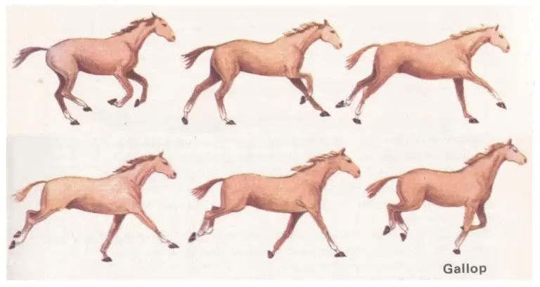 Master Equine Terminology with this Comprehensive Dictionary: Colors, Markings, and Gaits ...