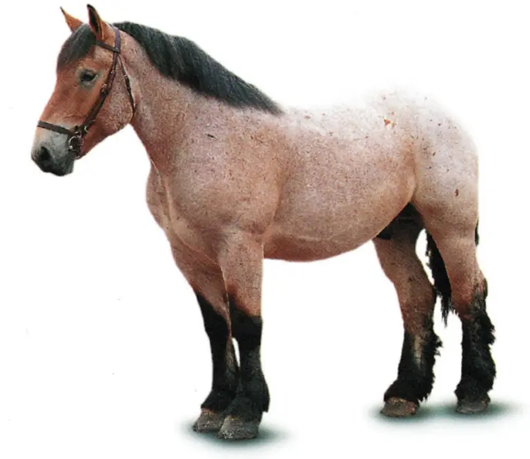 Get to Know the Top 10 Main French Horse Breeds: Quick Facts and ...