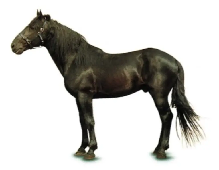 Uncover the 4 Major Italian Horse Breeds: Italian Heavy Draught ...