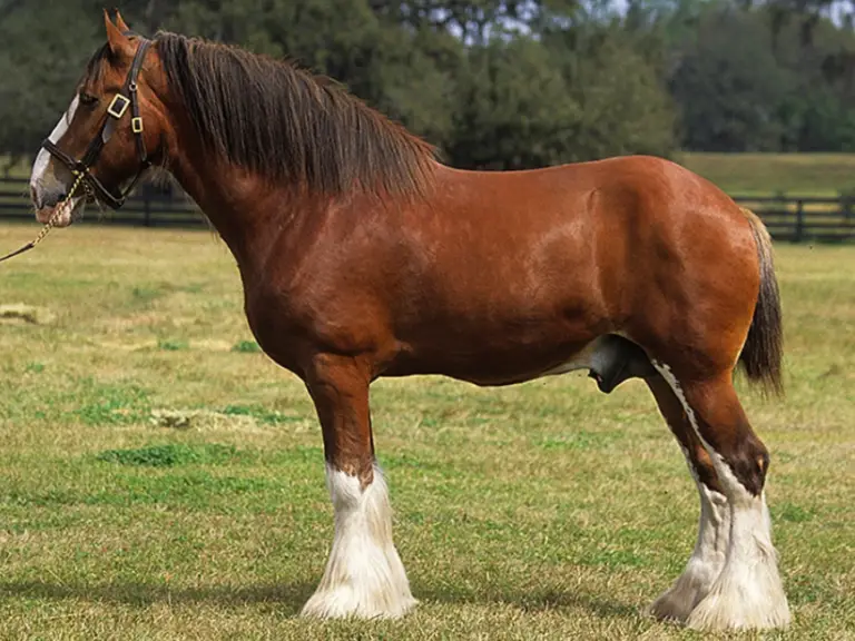 What Are Principal Horse Breeds in Britain? (Most Common British Horses ...