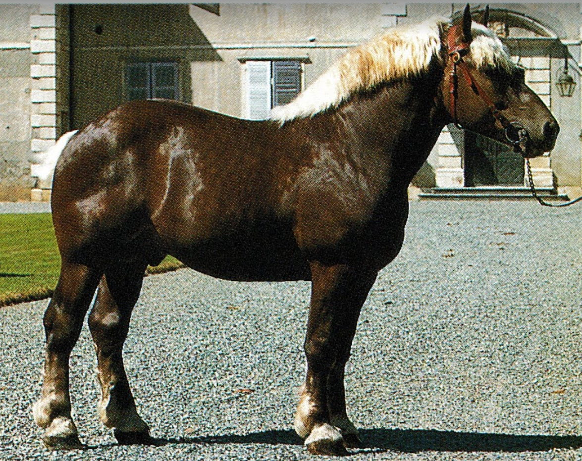 Get to Know the Top 10 Main French Horse Breeds: Quick Facts and ...