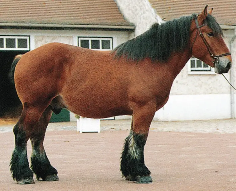 Get to Know the Top 10 Main French Horse Breeds: Quick Facts and Overviews » Horsepedia